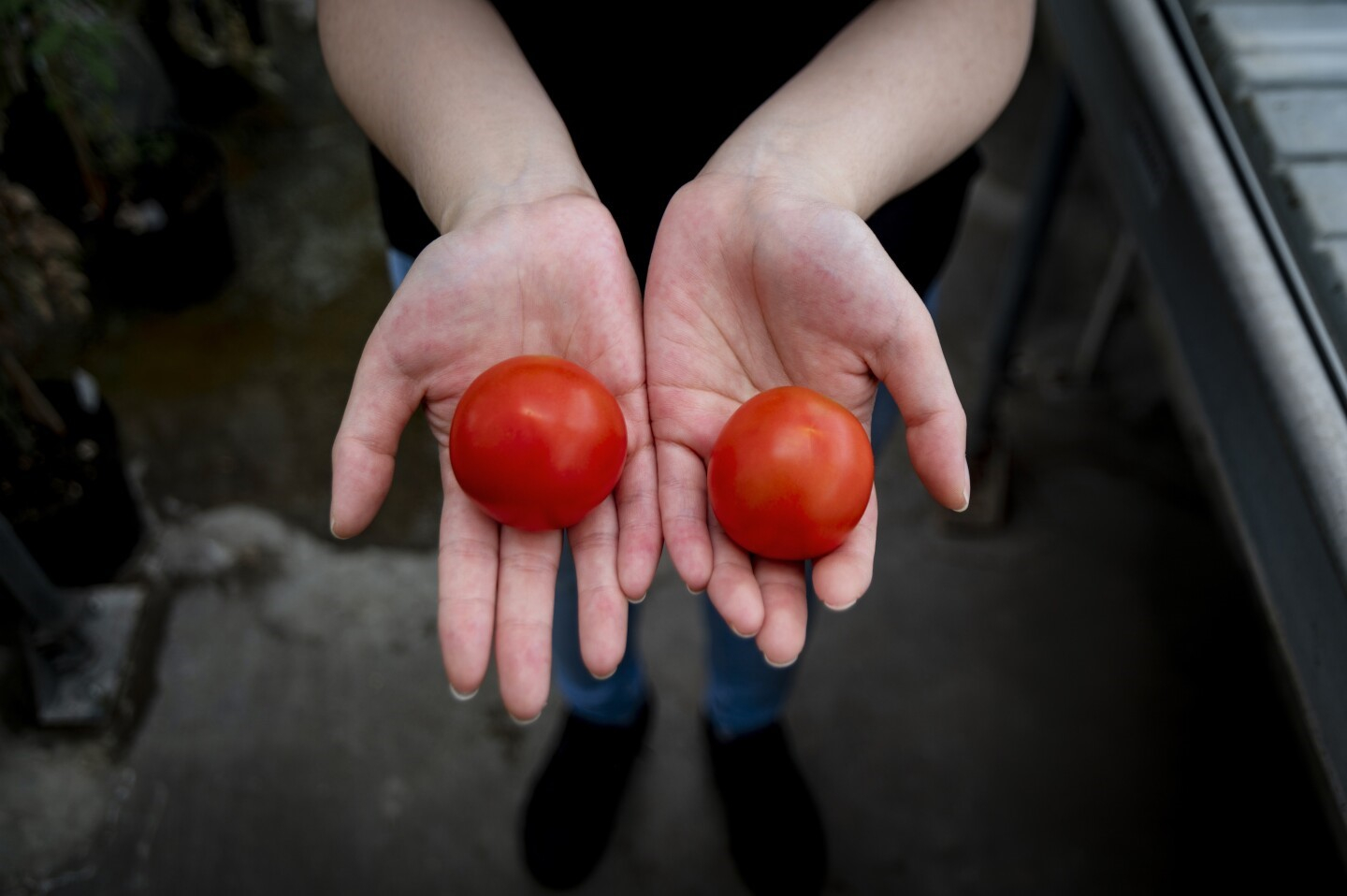 These genetically modified tomatoes fight vitamin D deficiency - Geek Room