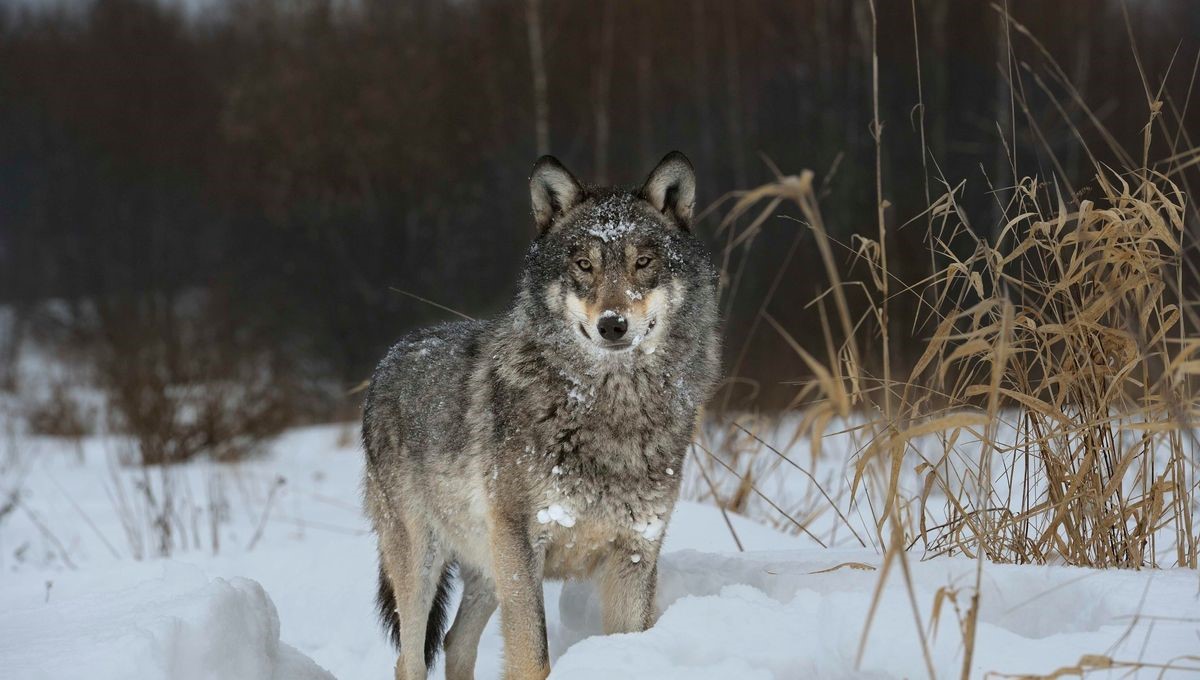 Mutant wolves exposed to Chernobyl disaster have developed a ...
