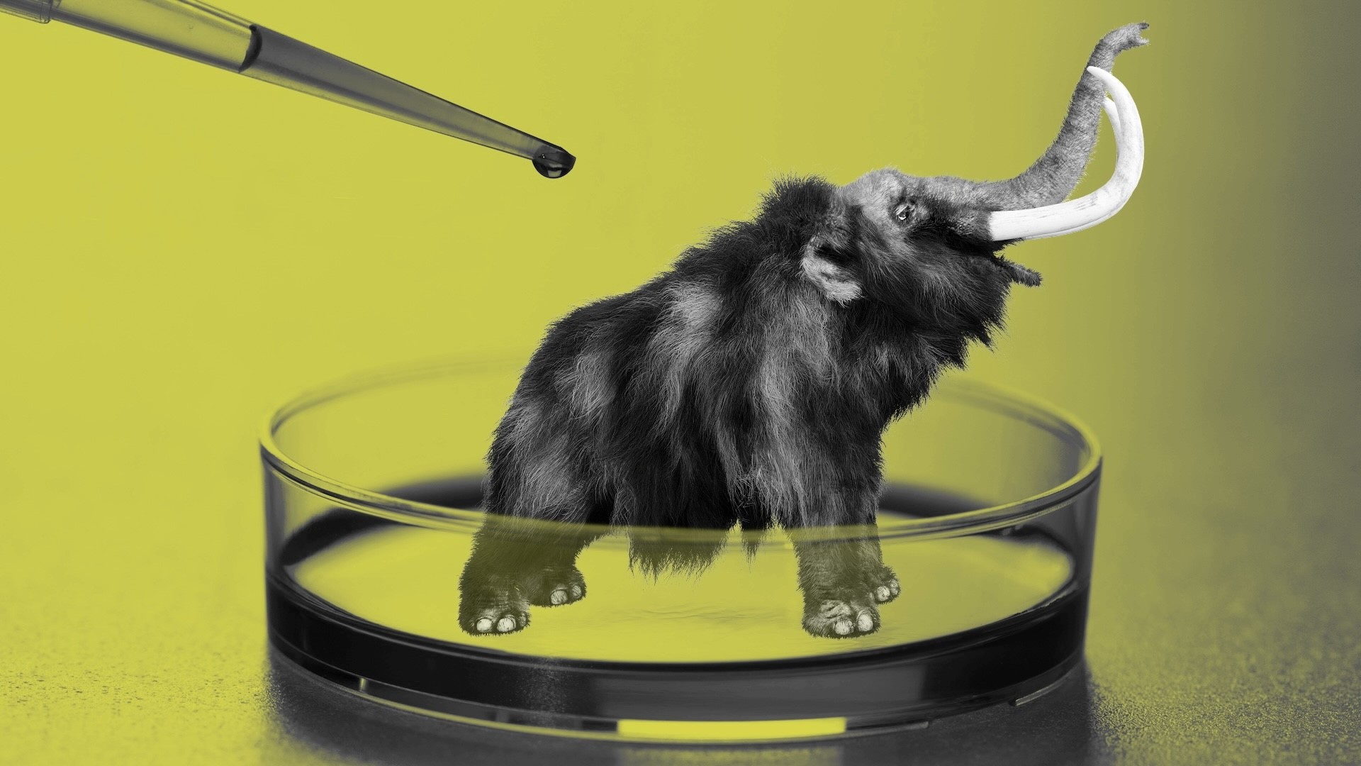 Scientists are very close to bringing the prehistoric mammoth back to ...